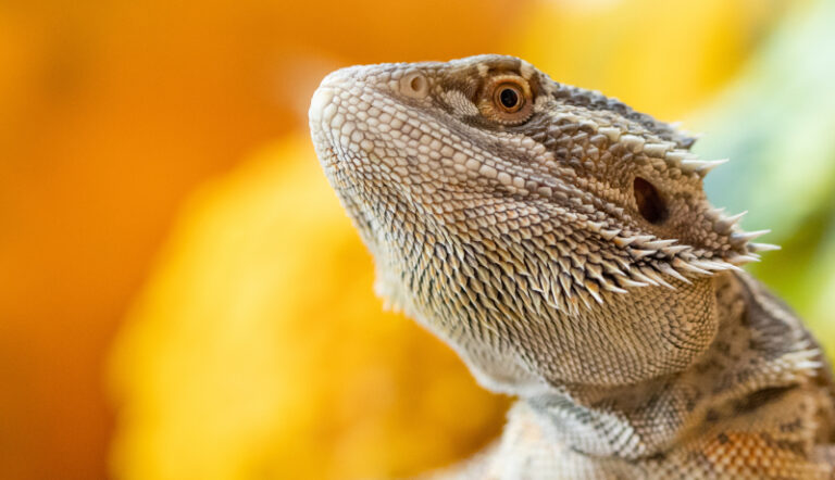 恐竜も爬虫類だった?! 現存する爬虫類とその特徴について | animal lab（アニラボ）