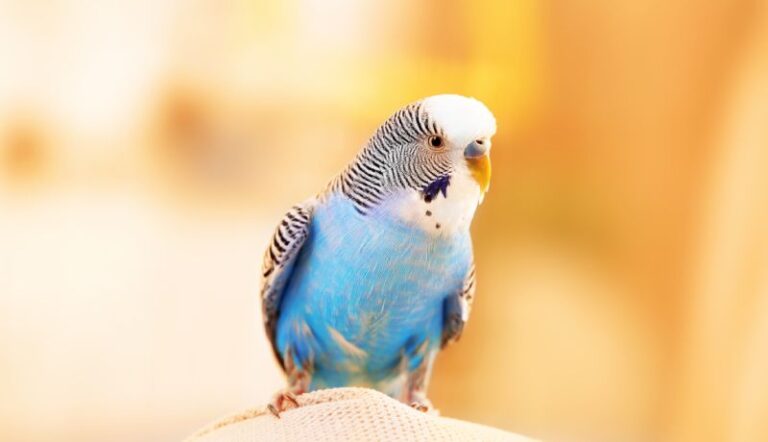 インコを健康に長生きさせるポイントとは？ 平均寿命や飼育時の体調管理について | animal lab（アニラボ）