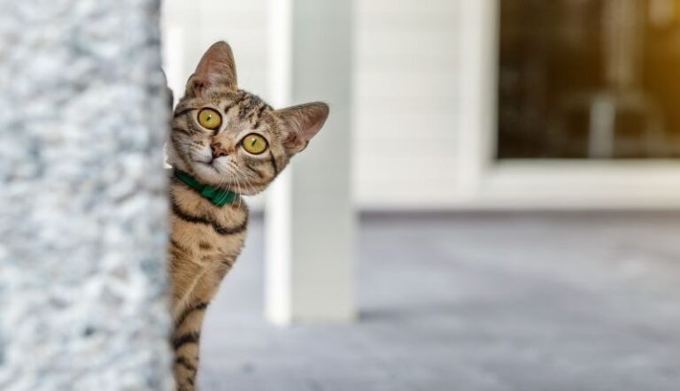 野良猫を保護したときに行うべき準備や注意点 | animal lab（アニラボ）
