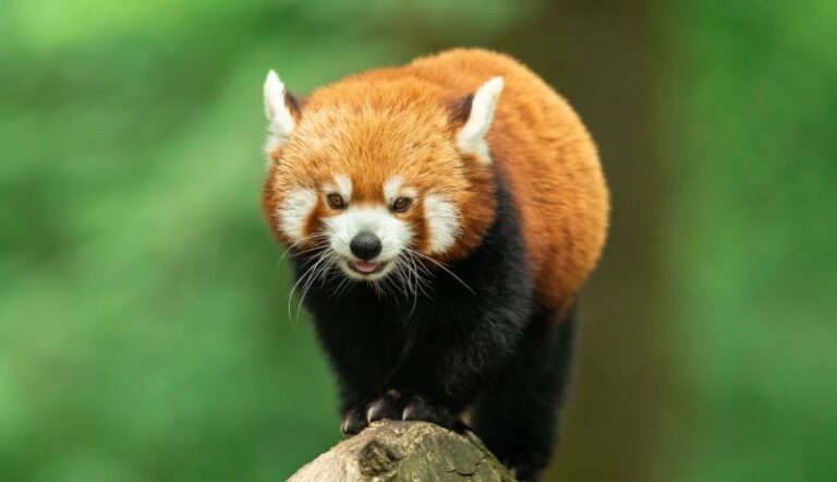 パンダとの違いは？ レッサーパンダの生態や歴史について | animal lab（アニラボ）