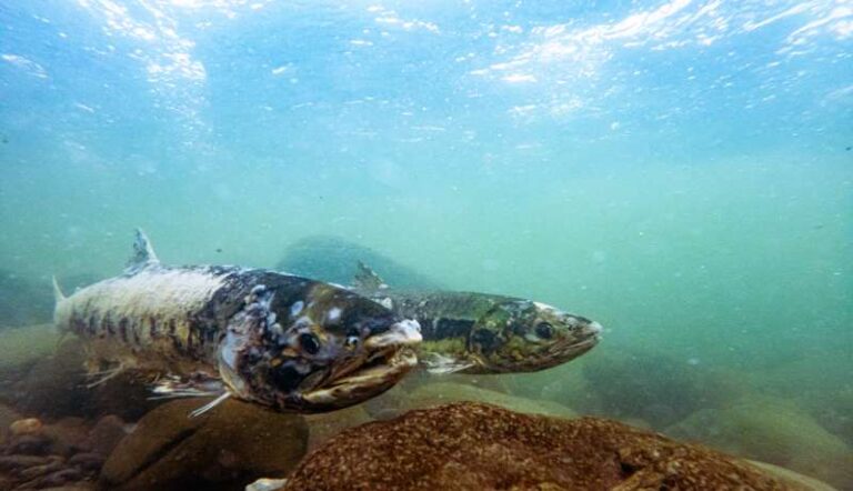 川に帰ってくるサケの不思議な生態！ 生き物の帰巣本能について | animal lab（アニラボ）