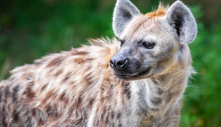 ハイエナの生態や特徴は？ 意外な一面や性格について | animal lab（アニラボ）