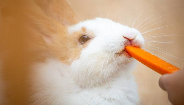 信じていいの？ 動物にまつわる迷信のウソホント | animal lab（アニラボ）