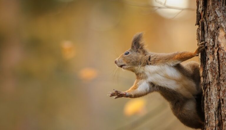 いくつ知ってる？ 動物の意外な豆知識 | animal lab（アニラボ）