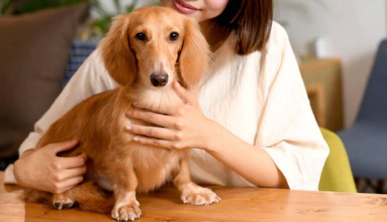 ペットを飼う前の参考に！ 飼ってよかったこと、気をつけようと思ったこととは？ | animal lab（アニラボ）