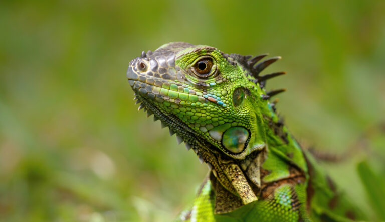 動物が天敵から身を守る知恵！ 生存戦略と巧妙な防衛手段について | animal lab（アニラボ）