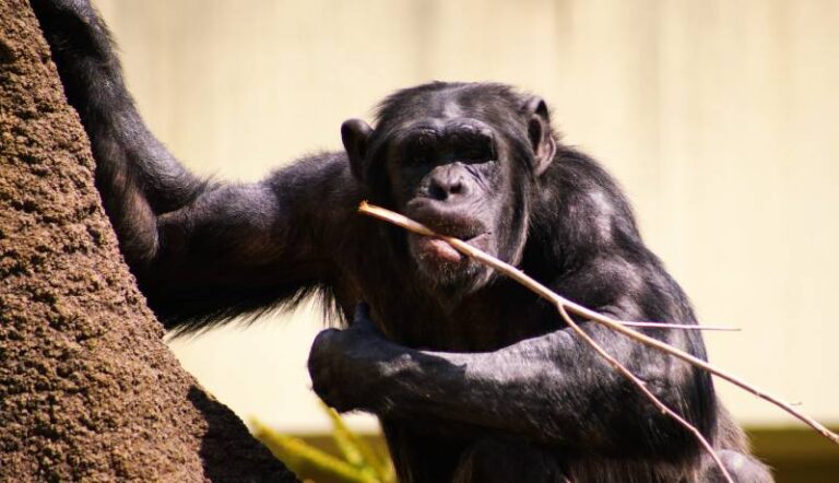 人間だけじゃない？ 道具を使う動物たち | animal lab（アニラボ）