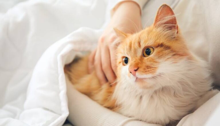 猫と仲良くなりたい！ 上手なコミュニケーションのポイント | animal lab（アニラボ）