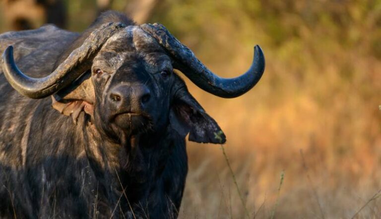 「バッファロー」の定義は地域で異なる？ 生態や種類について | animal lab（アニラボ）