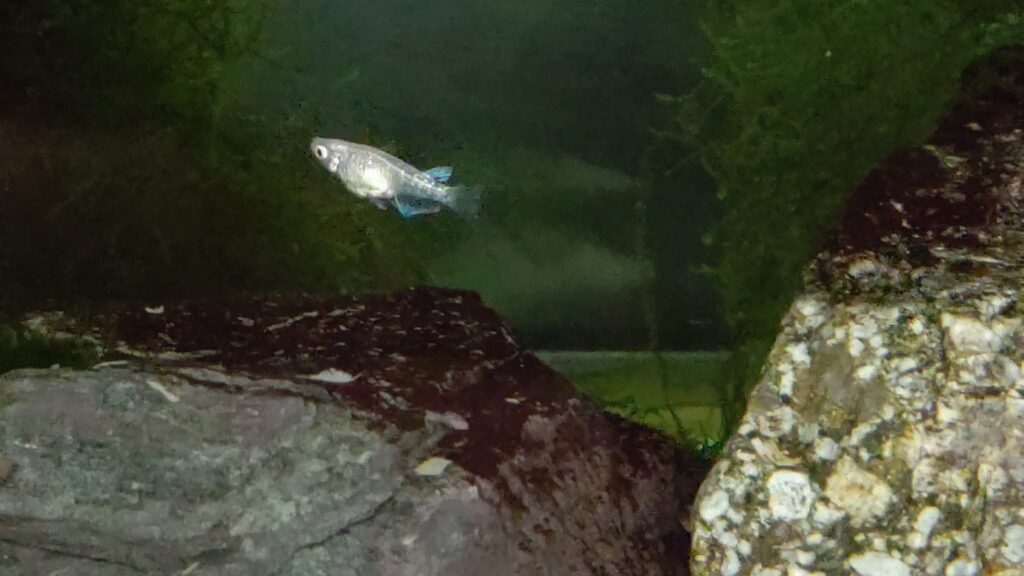 流行りの、めだか | 中央動物専門学校BLOG