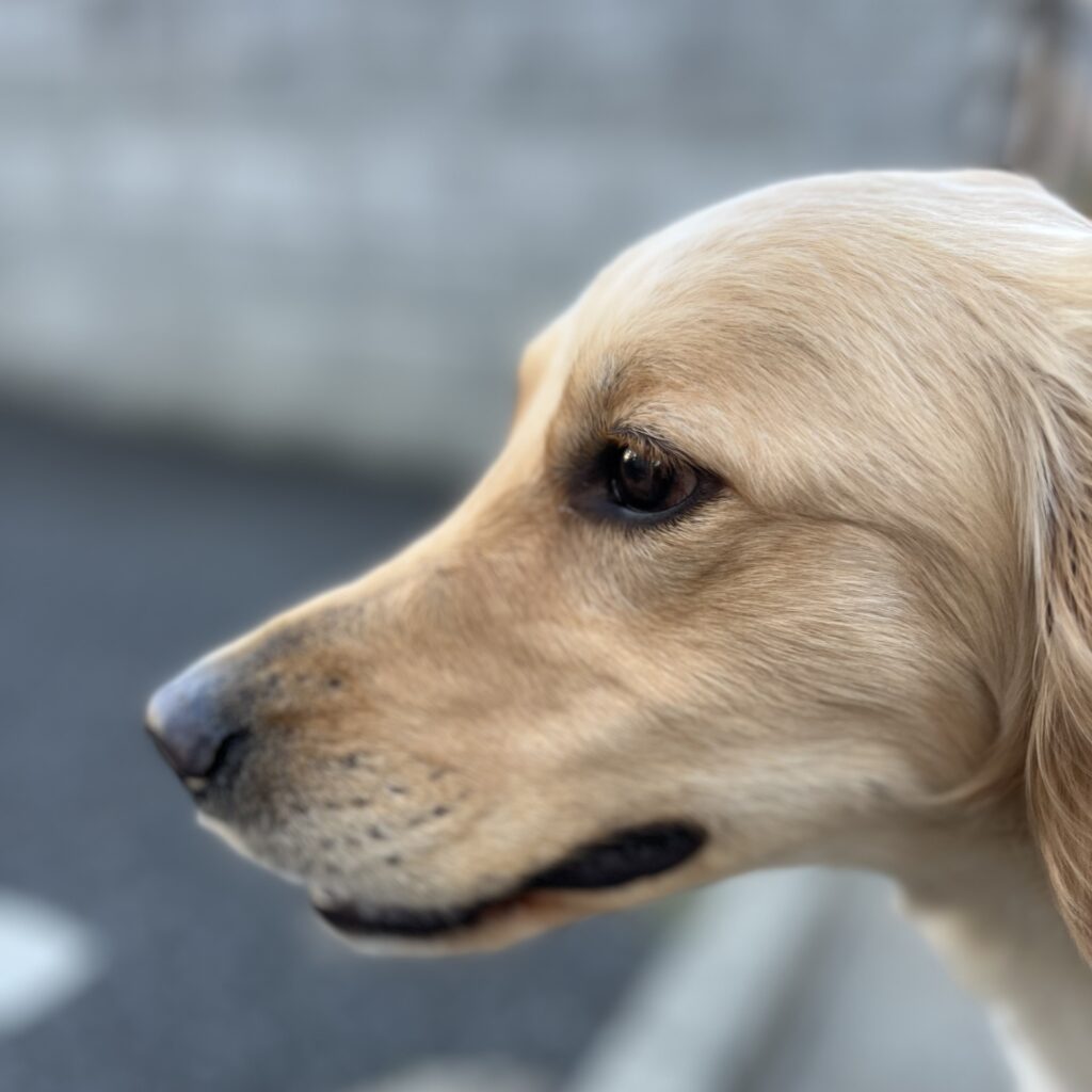 Instagramで新規企画をスタートします！ | 中央動物専門学校BLOG